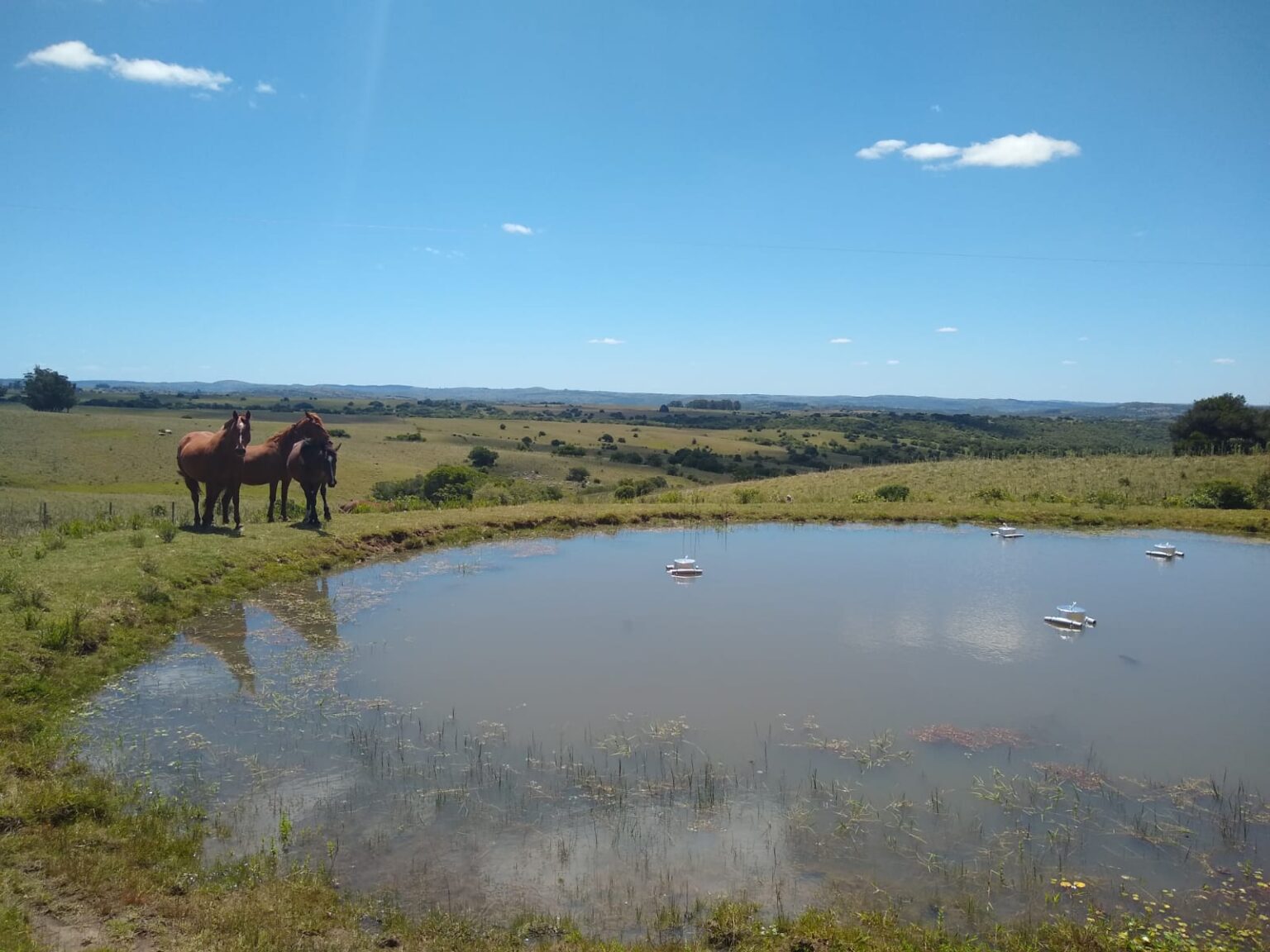 Tajamares en Uruguay: el potencial oculto de los pequeños ecosistemas ...